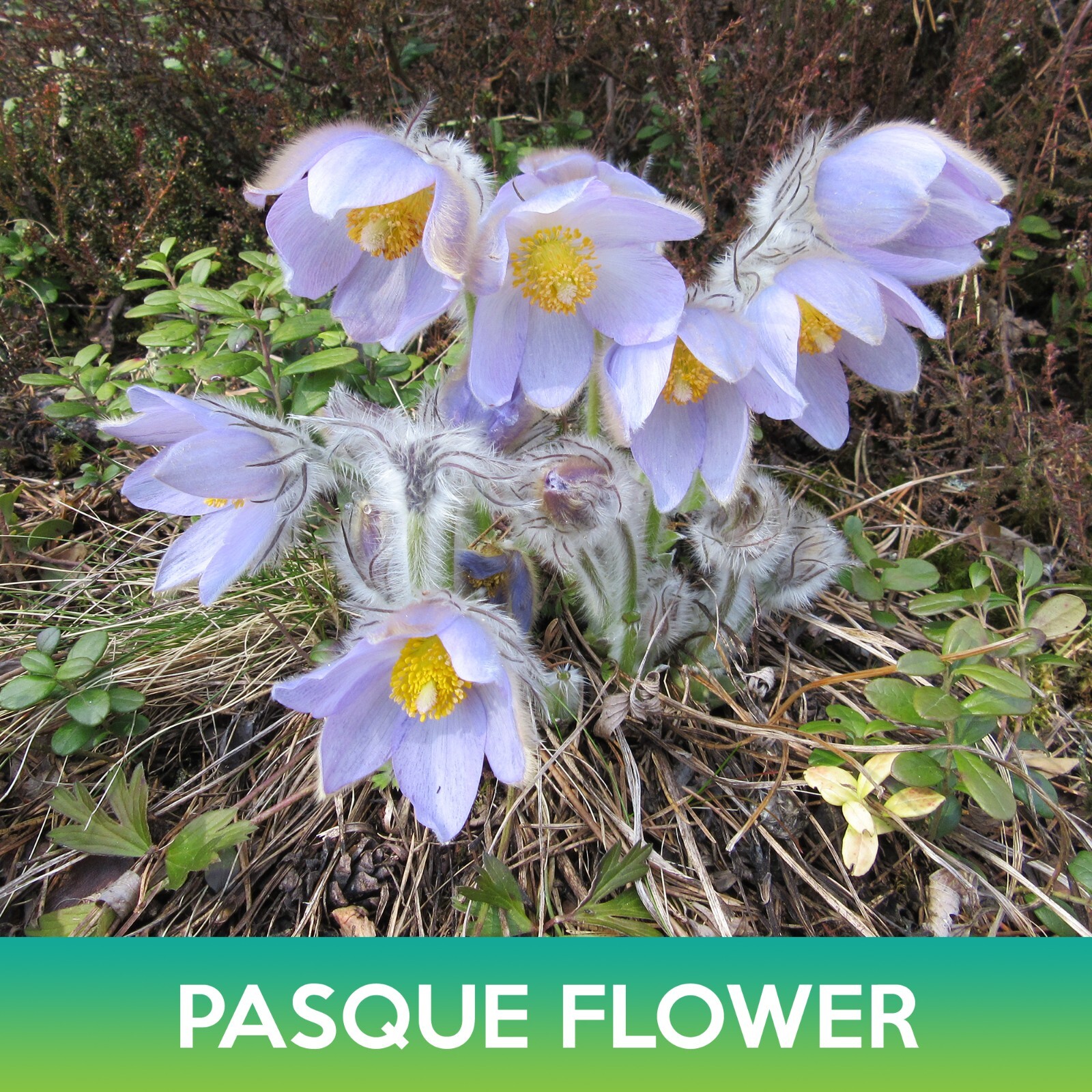 Pasque Flower Seeds, May Day Flower, Pulsatilla patens var ...