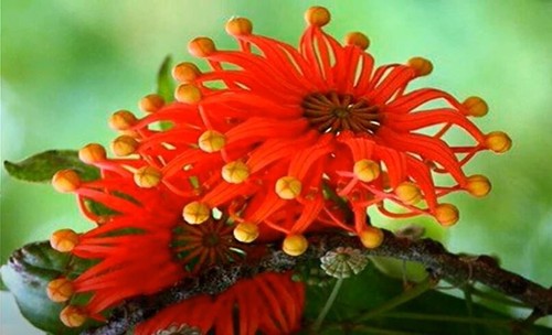 5 X FIREWHEEL TREE SEEDS,STENOCARPUS NATIVE RED FLOWERS,HARDY GARDEN ...
