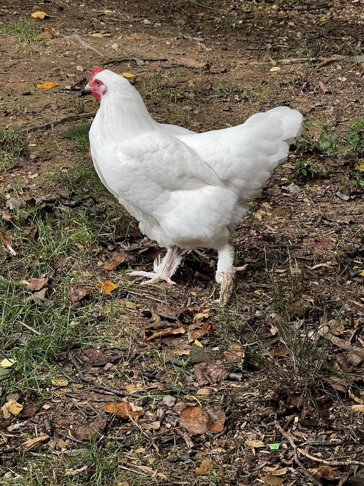 * RARE* White Marans Hatching Eggs Npip Ai Clean 6+++ | eBay
