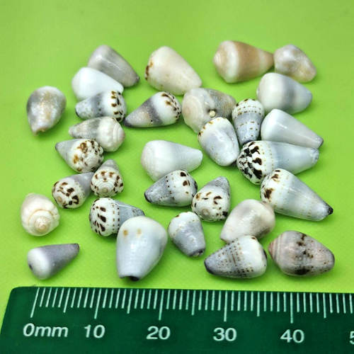 Cone Shell japanese sea Shells of Okinawa small | eBay