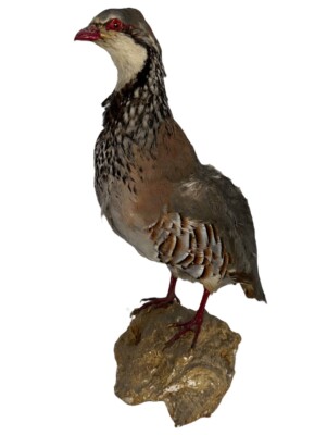Red-Legged Partridge Taxidermy Stuffed Bird Decoration 12" | eBay