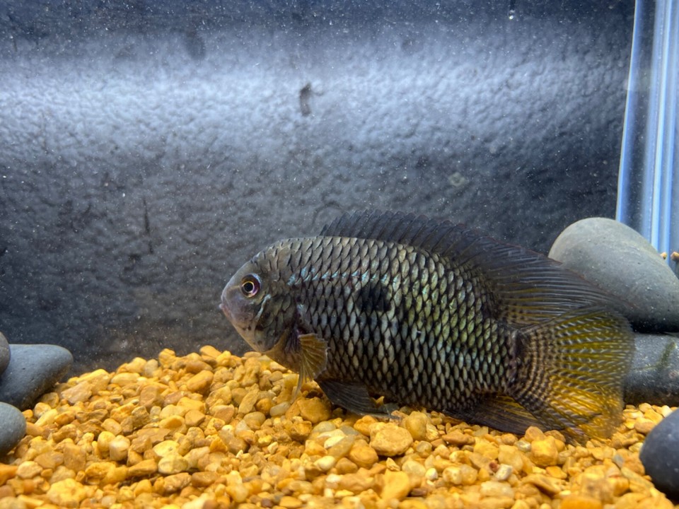 Live fish DIMERUS / CHANCHITA CICHLID | eBay