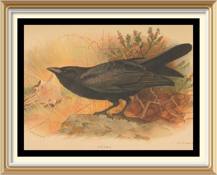 Wildlife Bird Art Scottish THORBURN Print Study of the Black RAVEN | eBay