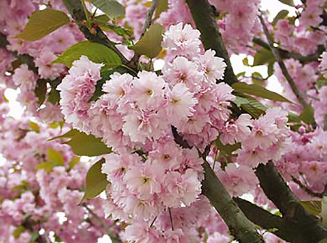 Japanese Flowering Cherry, Prunus serrulata, Tree Seeds (Showy, Hardy ...