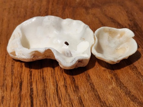 Lot of 2 Oyster Shells Halves Seashells Calcium Carbonate Hermit Crabs ...