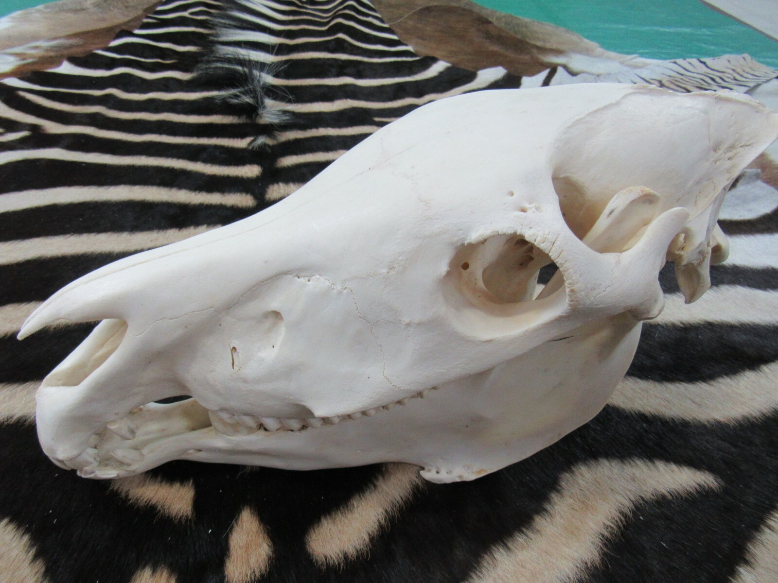 Zebra Skull African Zebra Full Skull Animal Skull African Zebra Real ...