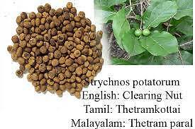 INGINEE MILK Clearing Nut for Blood Purify, Energy Herbal Milk Powder ...