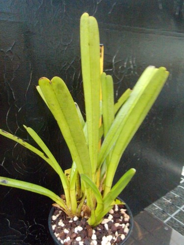 SPECIES ORCHID Cymbidium bicolor | eBay Australia