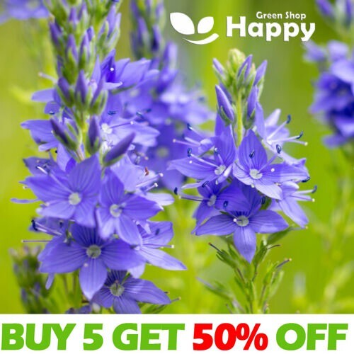 SPEEDWELL ROYAL BLUE - Veronica teucrium - 600 seeds - Perennial ...