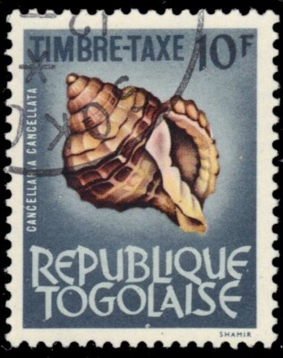 TOGO J61 - Cancellate Nutmeg Snail "Cancellaria cancellata" (pb39154 ...
