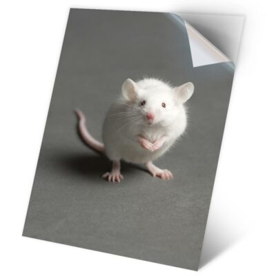 1 x Vinyl Sticker A2 - Adorable White Mouse #14148 | eBay UK