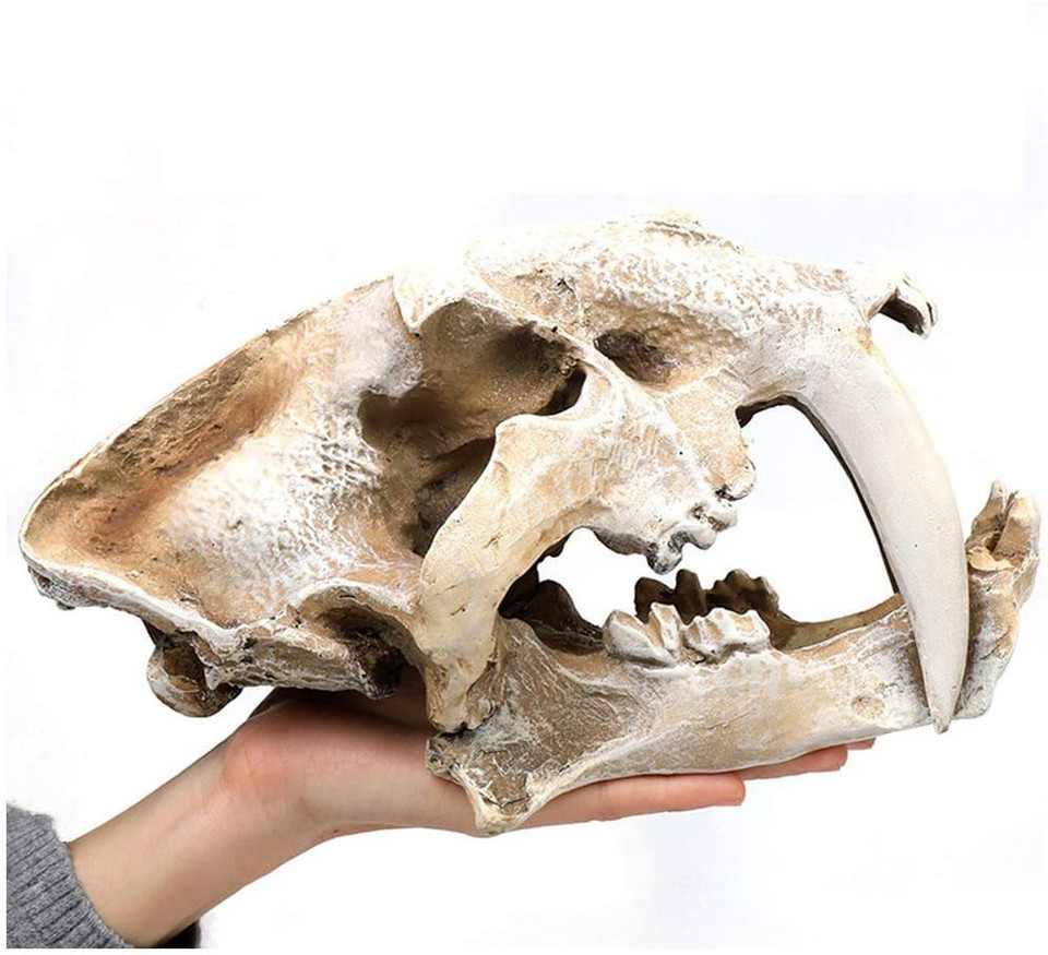 Resin Skull Model Saber-toothed Tiger Replica Imitation Bone Skeleton ...