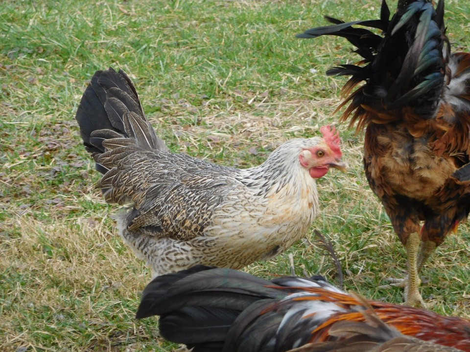 5 RARE Laughing Chicken😂 Ketawa🐓🐣🩷 Hatching Eggs Greenfire Farms NPIP🐓 ...