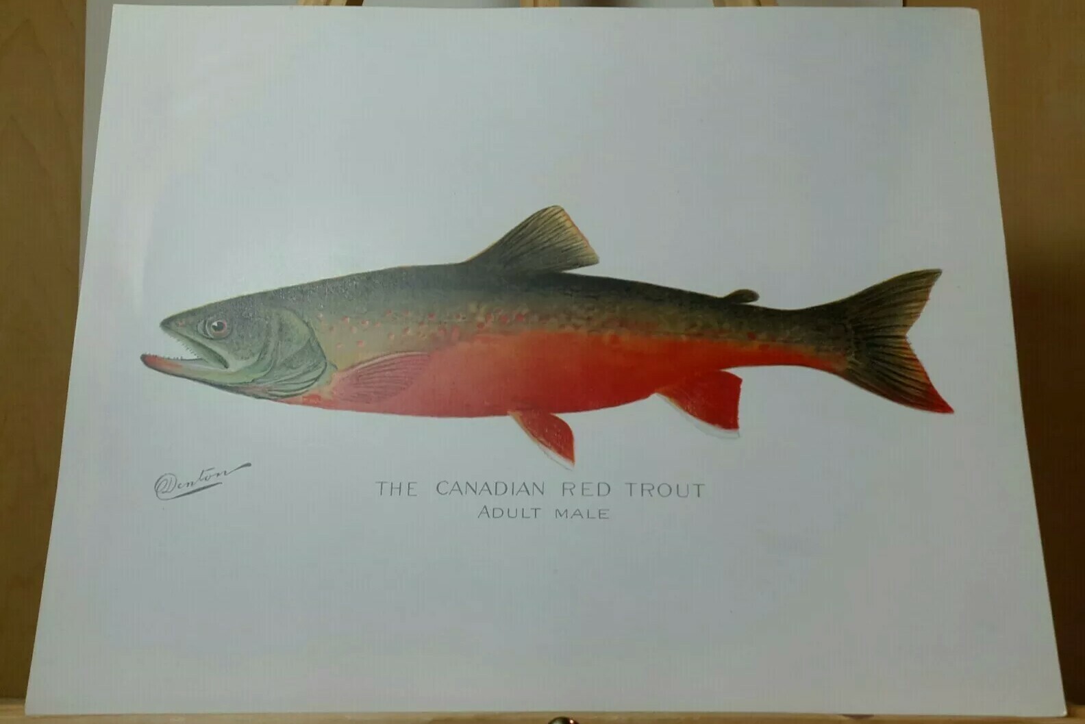 1901 Denton Art Print - The Canadian Red Trout (Adult Male) (Prt061) | eBay