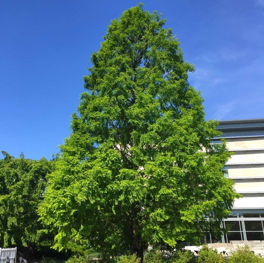 Dawn Redwood Live Tree - 8-12" Tall - 1 Quart Pot - Deciduous Tree ...