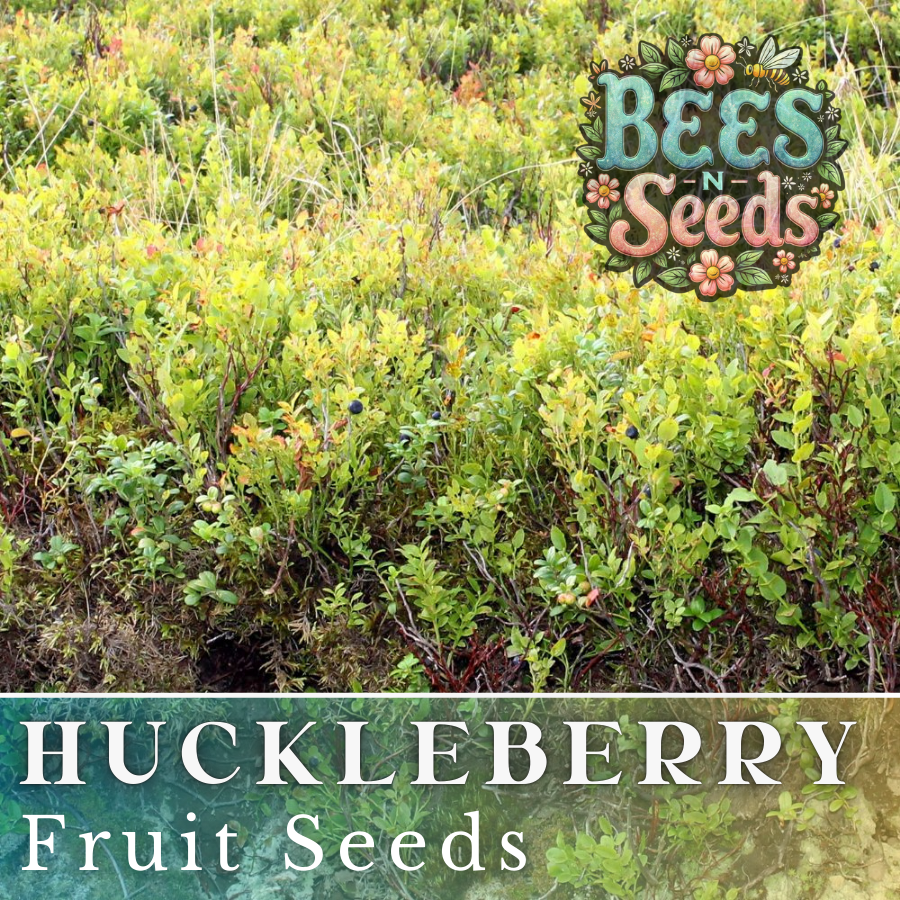 Woodland Huckleberry Seeds 125, 300 or 500 Seeds Flower, Flower Seeds ...