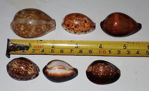 Collection 31 Asst Cypraea Seashell 31 differance type of Cowrie shells ...