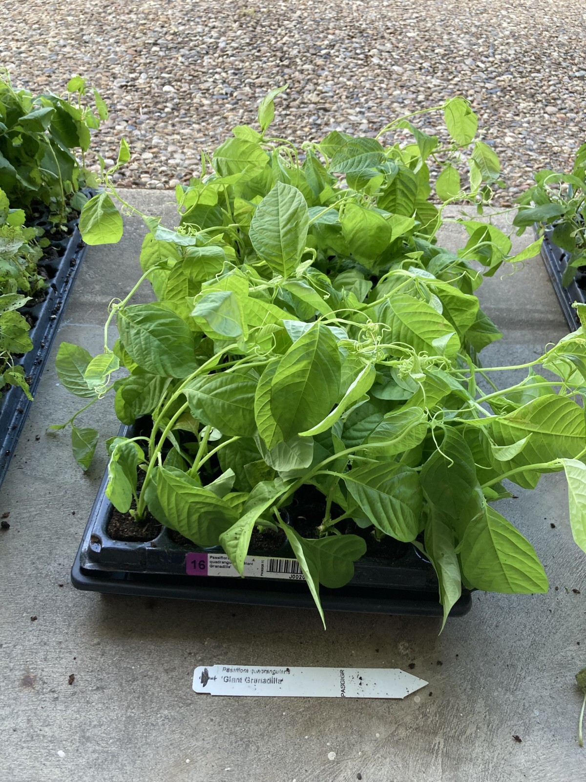 Giant Granadilla Passion Fruit (P. quadrangularis) - TC Plant/Plug - 3 ...