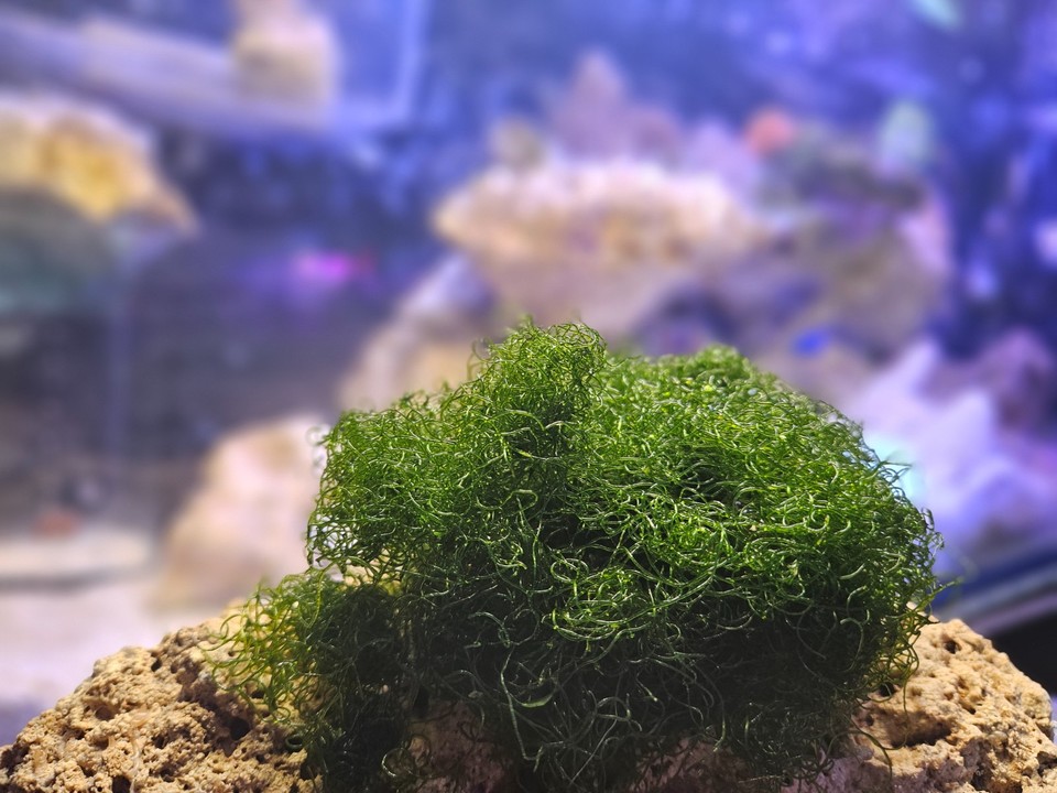 2 Cup Chaetomorpha Macro Algae Super Chaeto FEDEX 2 Days ! 1 oz with ...