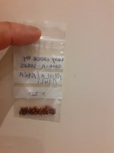 Mula - Mola, Muli, Daikon, White Radish Bangladeshi Vegetable Seeds ...