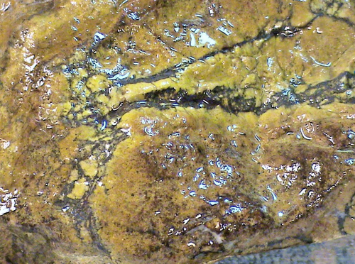 A+ Gold Leaf Jasper Agate, 100% Natural Lapidary Rock, 5 LBS, 11 OZ ...