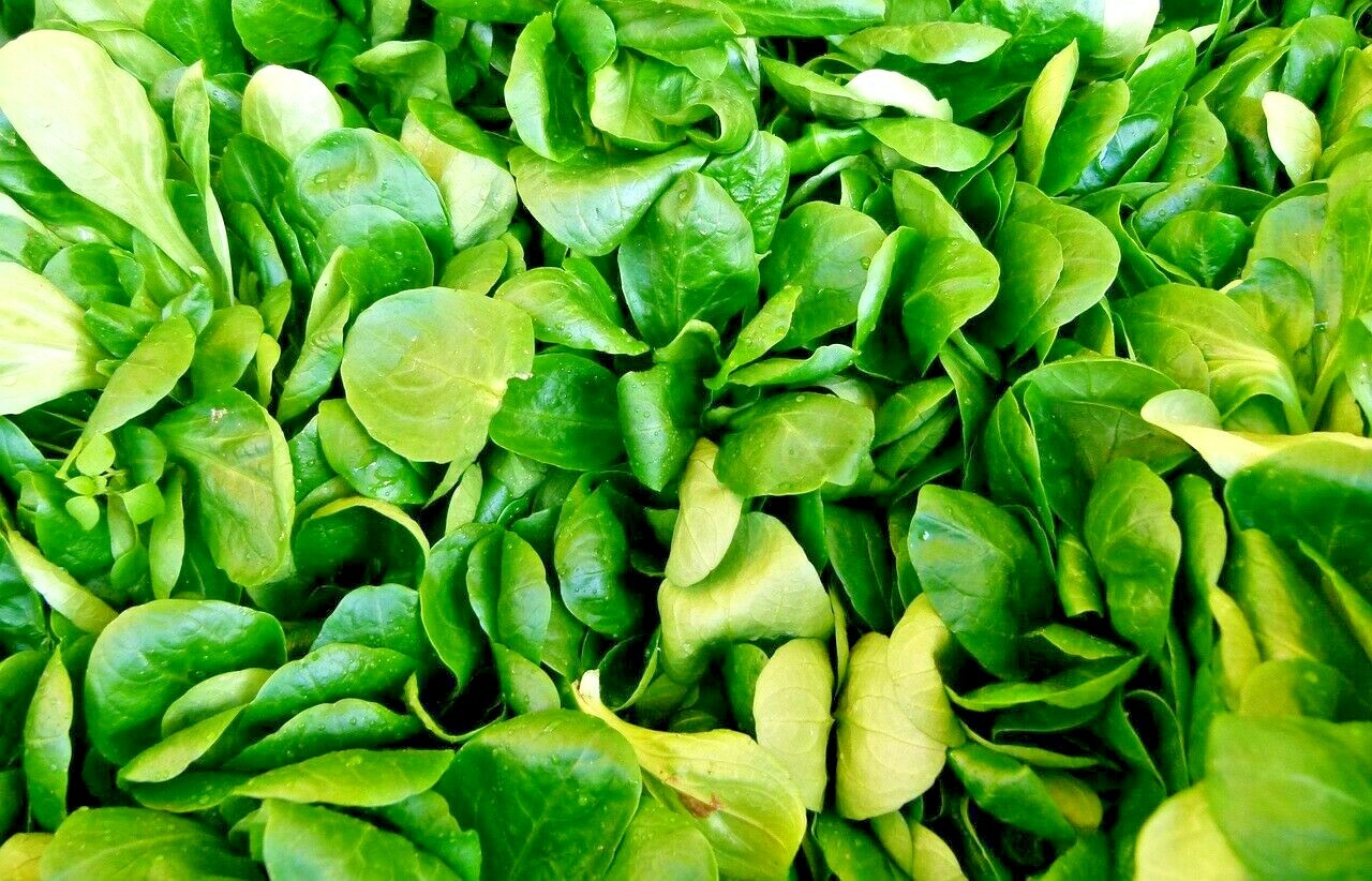 200+ ARUGULA ROCKET SEEDS 🌿 HEIRLOOM | NON-GMO | FAST BABY LEAF | FREE ...