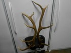 Beautiful Brown 6&5 pt COLORADO ELK ANTLERS whitetail rack mule sheds ...