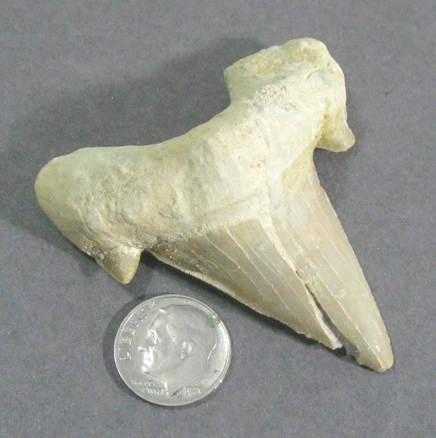 Fossil rock/stone sharks tooth/teeth Eocene Morocco 2"x2.25" 1.1oz 38F ...