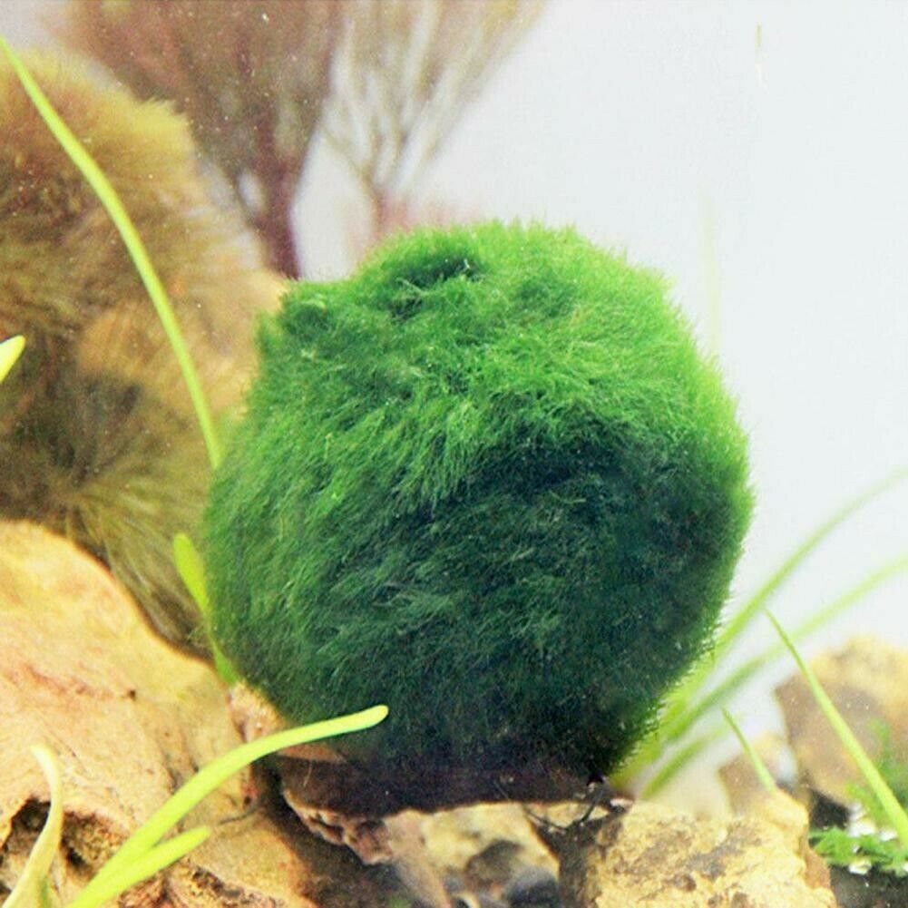 2pcs Green Giant Marimo Ball Cladophora Live Aquarium Plant Fish ...