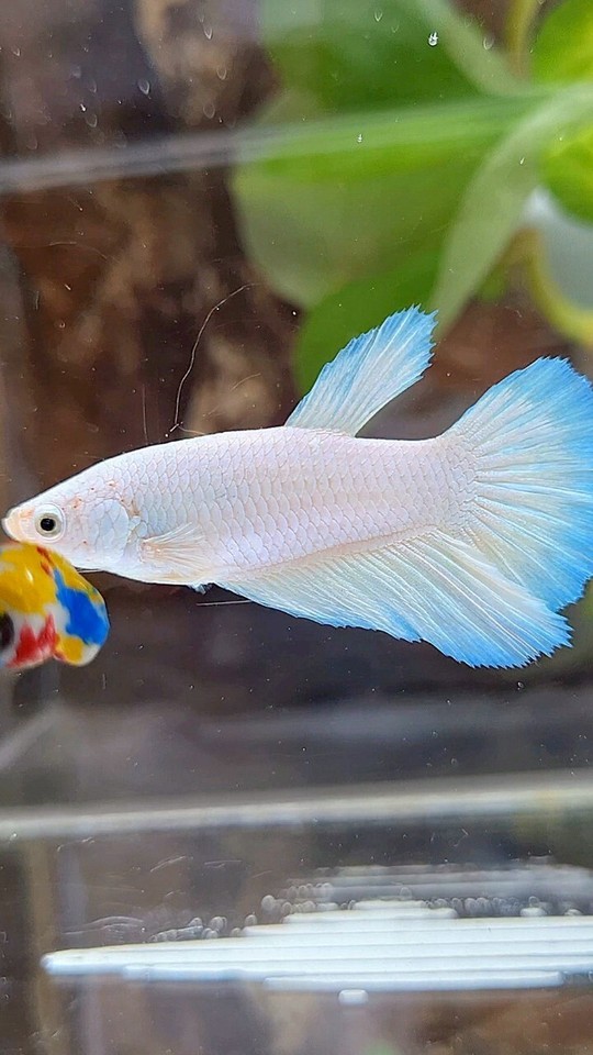 RARE FEMALE HALFMOON WHITE OPAQUE LINE BLUE RIM BETTA (100% REAL PICT ...