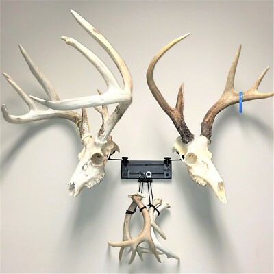 RACK TRACK-European Skull Mounting Kit-8" Kit #2-(2) Pivoting Deer ...