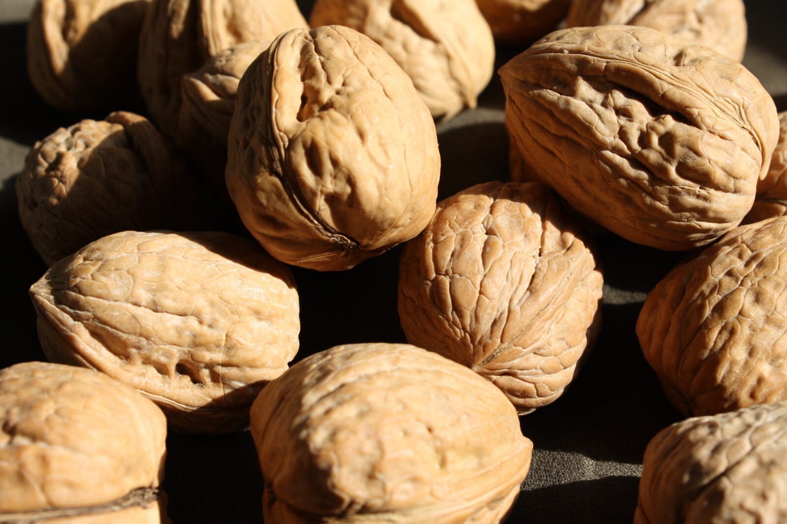 Whole Raw English Walnuts In Shell, Non-GMO | New Fresh Crop - 1LB, 5LB ...