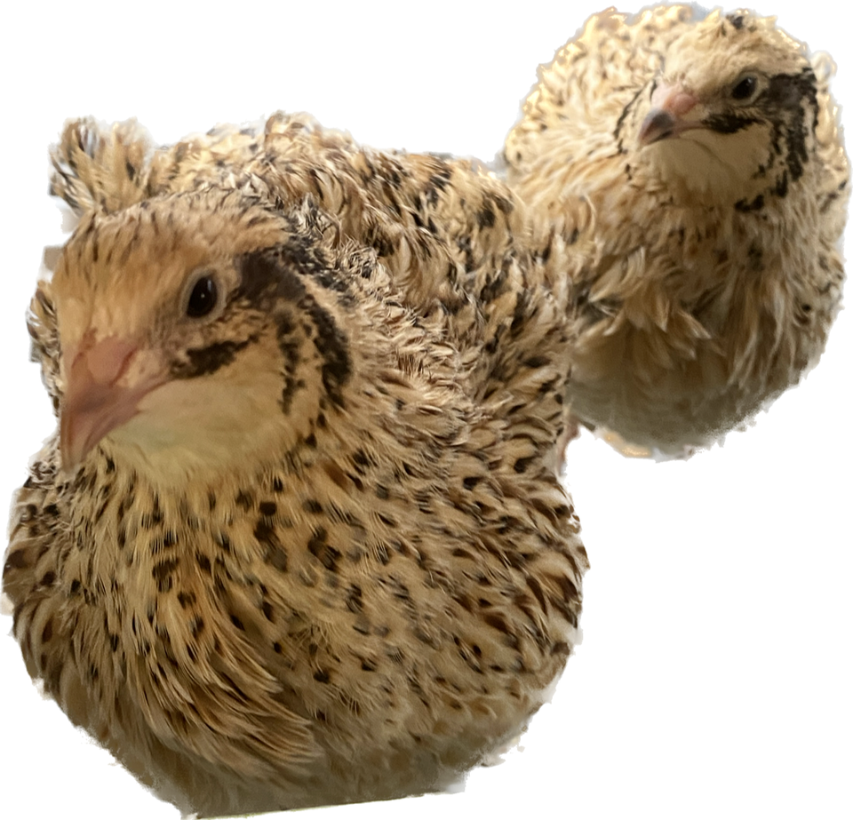 20-Jumbo Fawn (Italian/Manchurian) Coturnix Quail Hatching Eggs-UPS 2nd ...