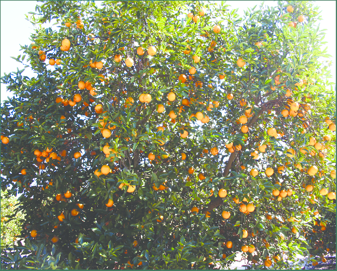 Hamlin Sweet Orange Tree - 24-36" Tall Live Citrus Plant - Gallon Pot ...