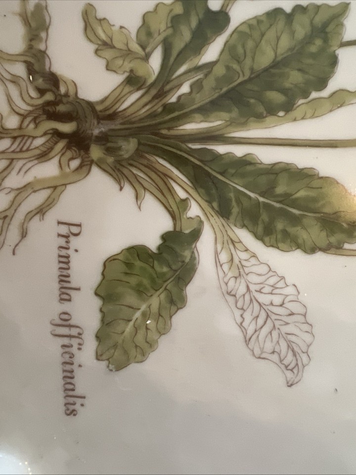 Portmeirion Pottery Primula Officinalis Stroke on Trent Quiche Dish ...
