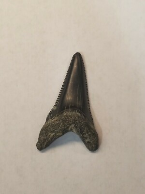 1.57 Lower Great White Tooth Fossilized | eBay