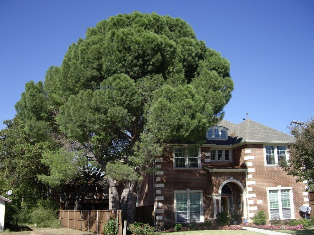 AFGHAN PINE Pinus Eldarica - 10 SEEDS. *LESS S&H | eBay Australia