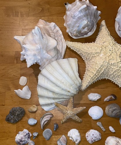 Seashells Lot Assorted Including Conch And Starfish | eBay