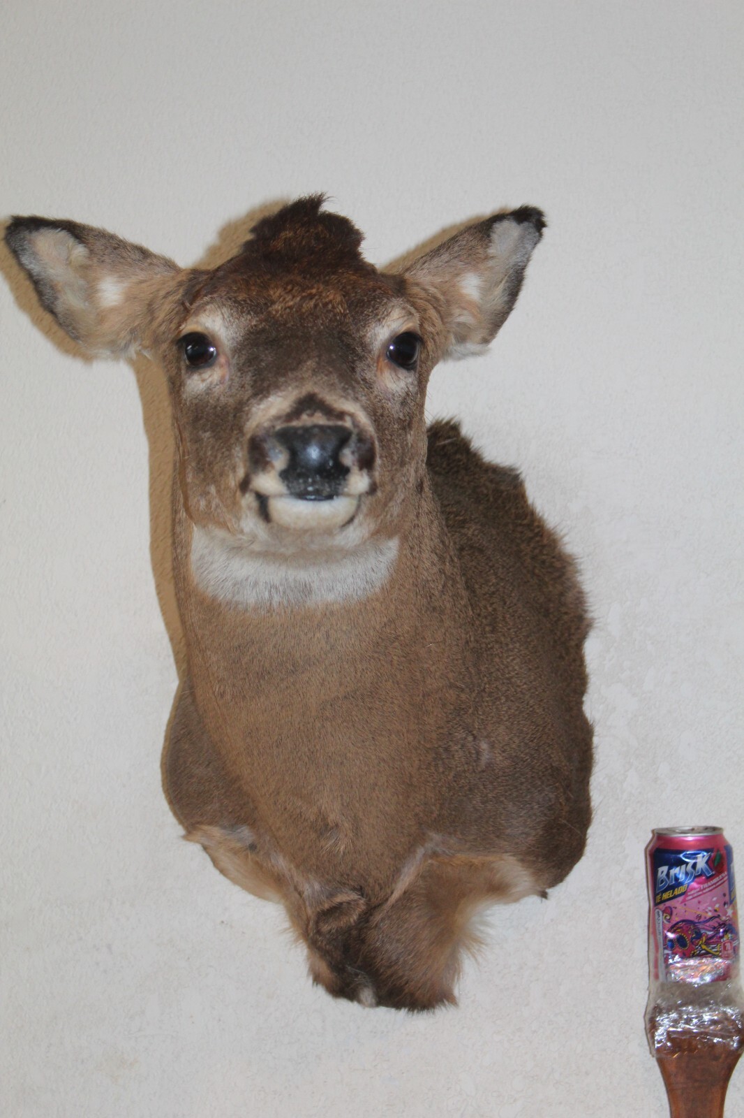 Whitetail Deer Head Shoulder Mount Taxidermy Cape Shed Antler Hunt Mule ...