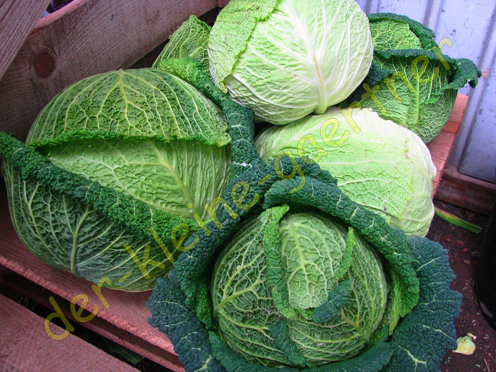 WIRSING WIRSINGKOHL SAVOYER KOHL KRAUT WEIßKOHL WEIßKRAUT WINTERSORTE ...