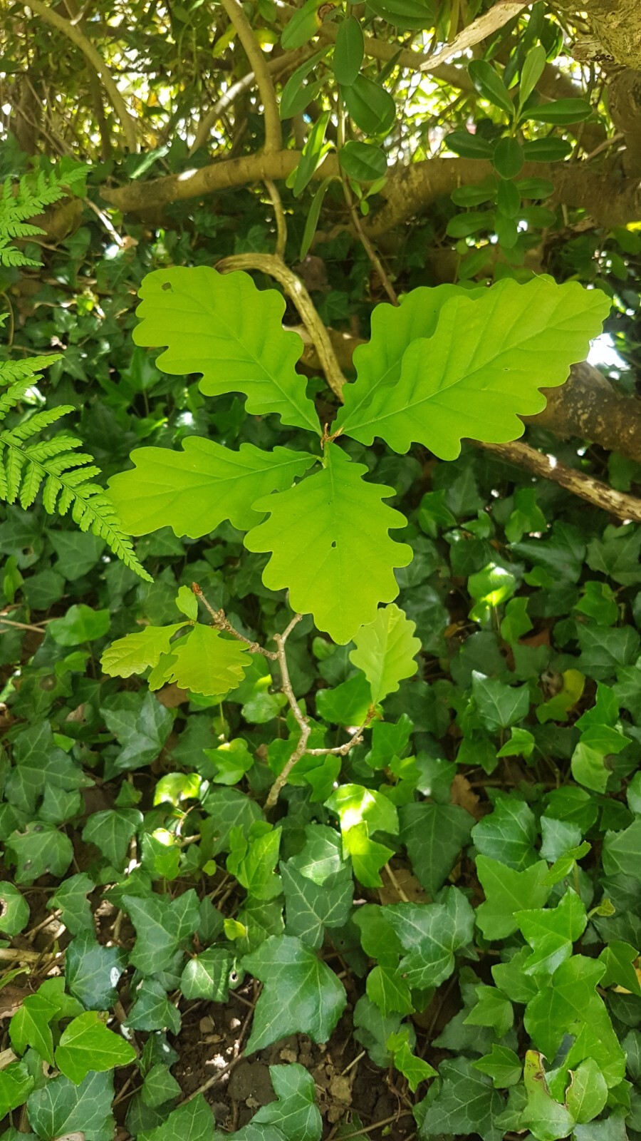English OAK TREE saplings 2 year old. | eBay UK
