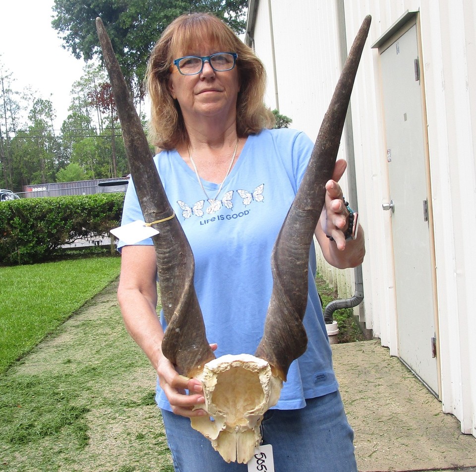 South African Male Eland Skull Plate with 28-29" Horns, taxidermy ...