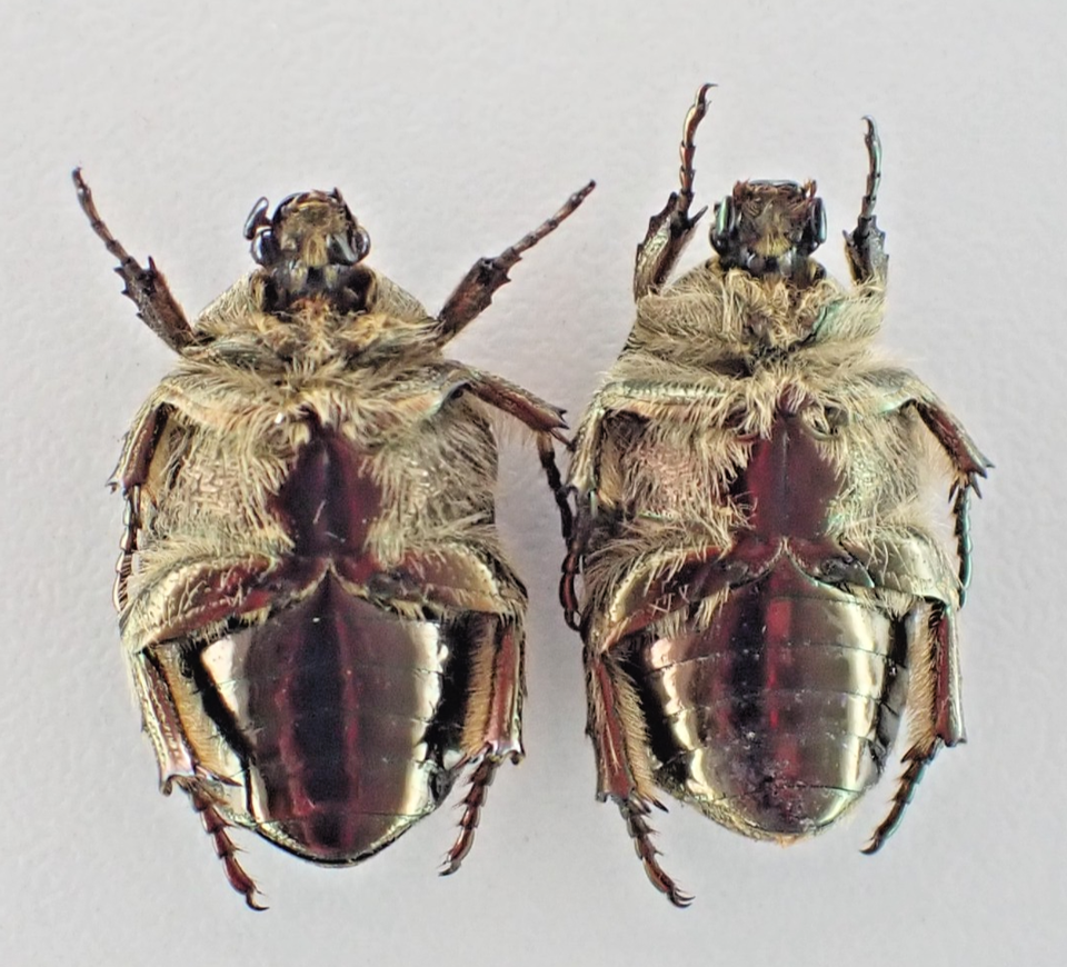 D40429. Insects, Cetoniidae sp. Vietnam North | eBay