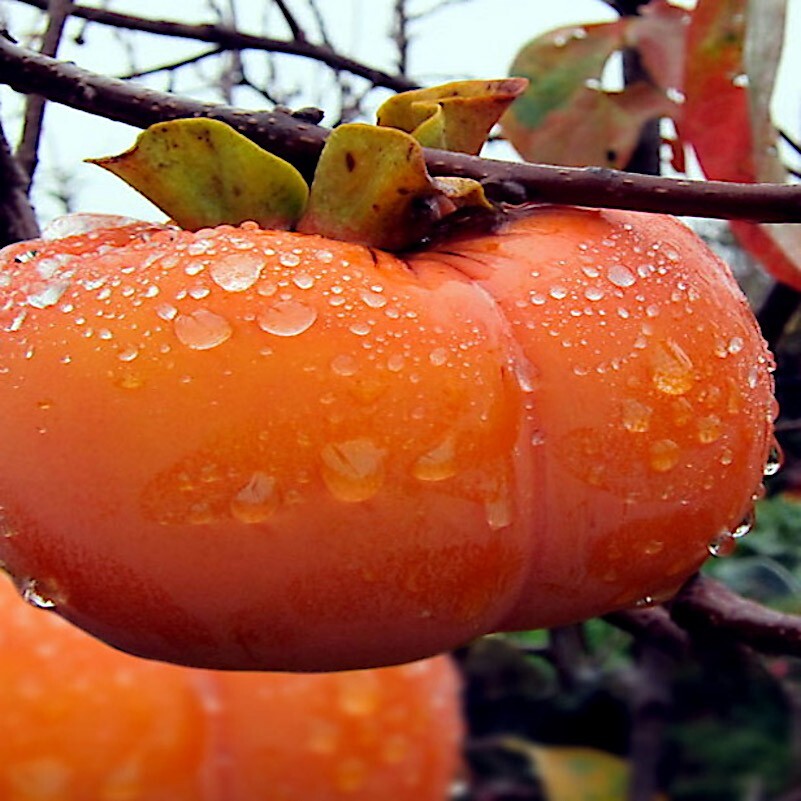 5 JAPANESE PERSIMMON TREE SEEDS (Diospyros Kaki) Asia Hardy Garden ...