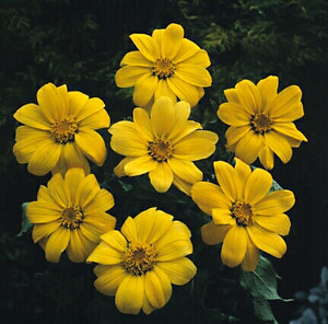 Tithonia Torch Yellow 250 seeds | eBay