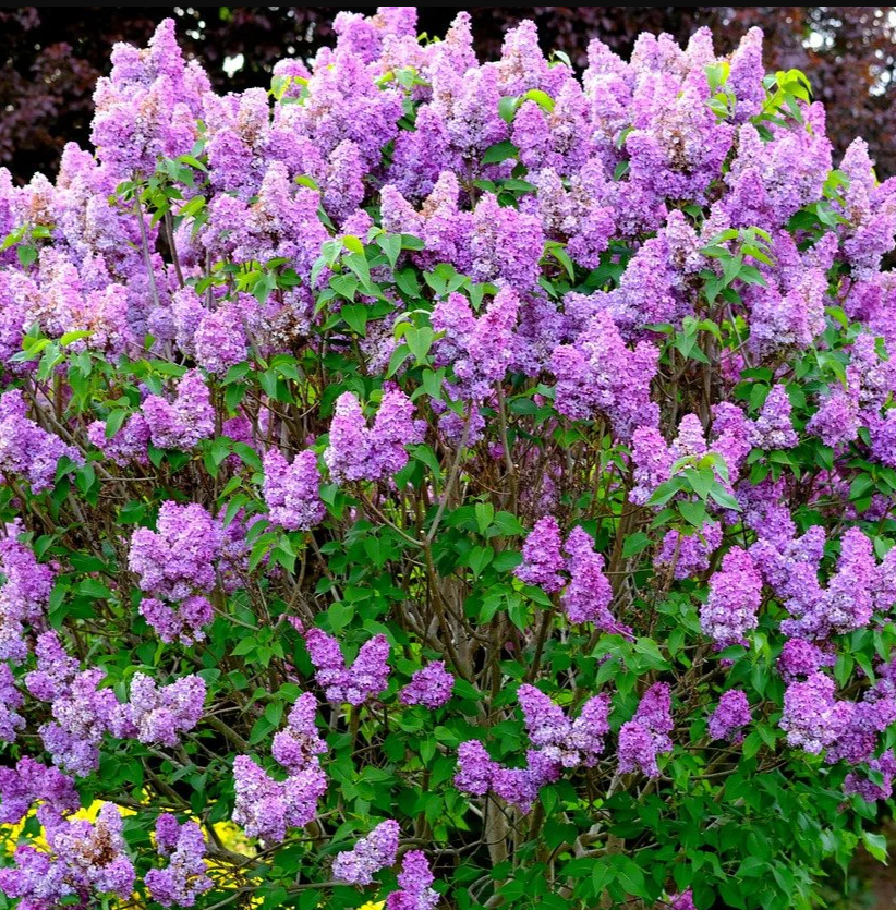 Common Lilac Live Plants - 4" Pot - Cold Hardy Double Blue Lilac Bush ...