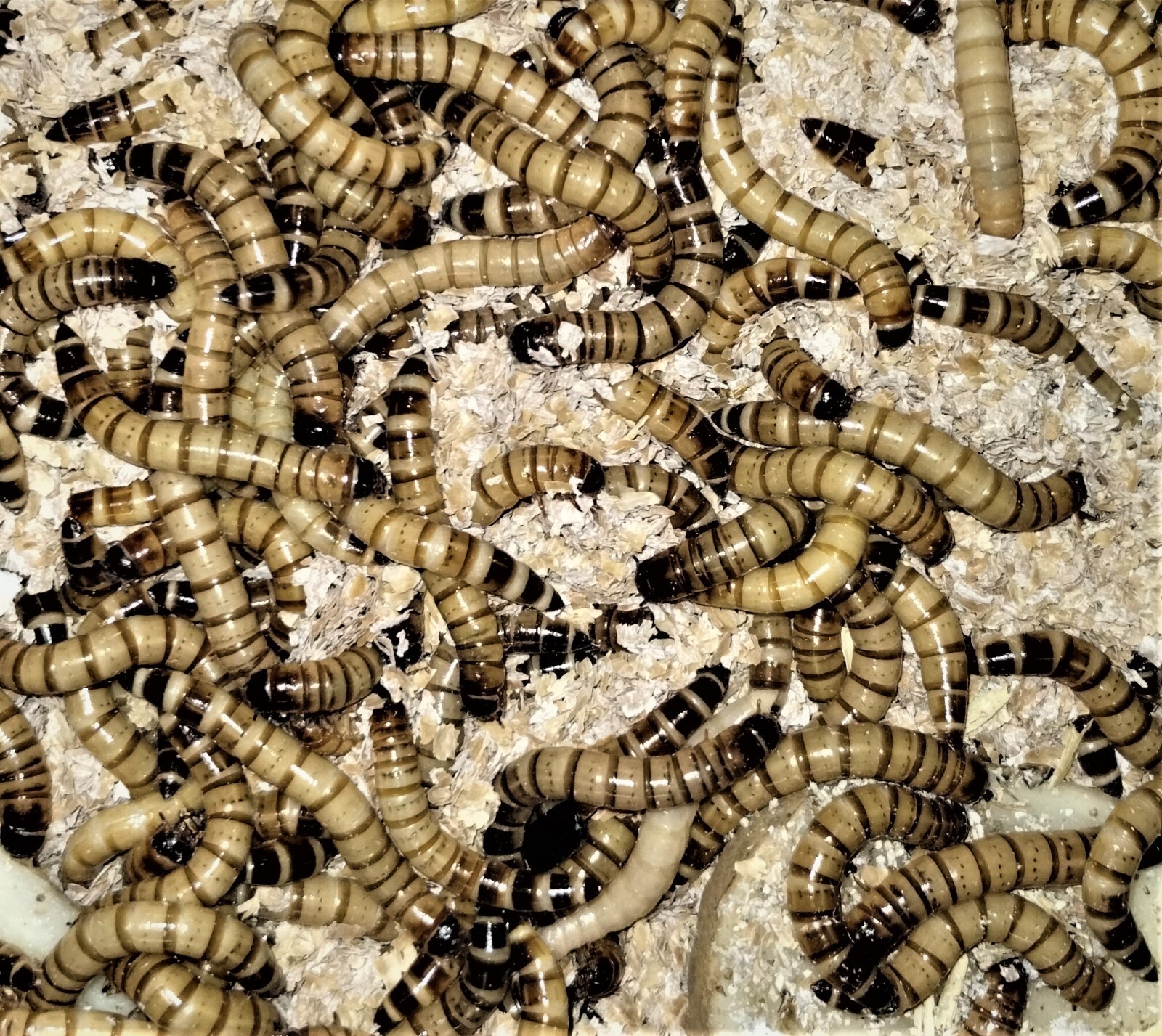 Live Superworms 1.5-2.5" Live arrival guarantee if held at P.O for pickup. | eBay