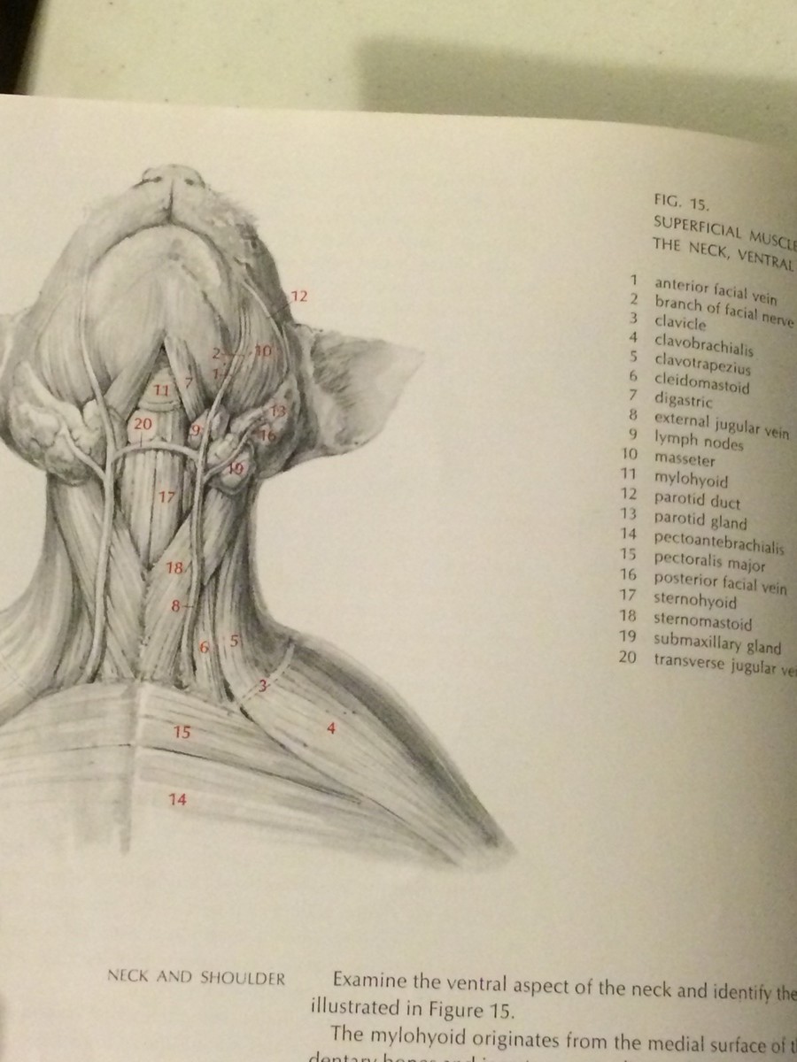 Cleidomastoid Cat