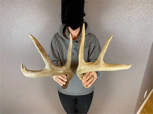 Two 4pt Whitetail Deer Antlers Sheds WILD IDAHO Horns Rustic Decor ...