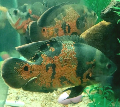 XL 'Tiger Oscar' Huge, Red & Black, Breeders, Price Each, 3 Left. | eBay